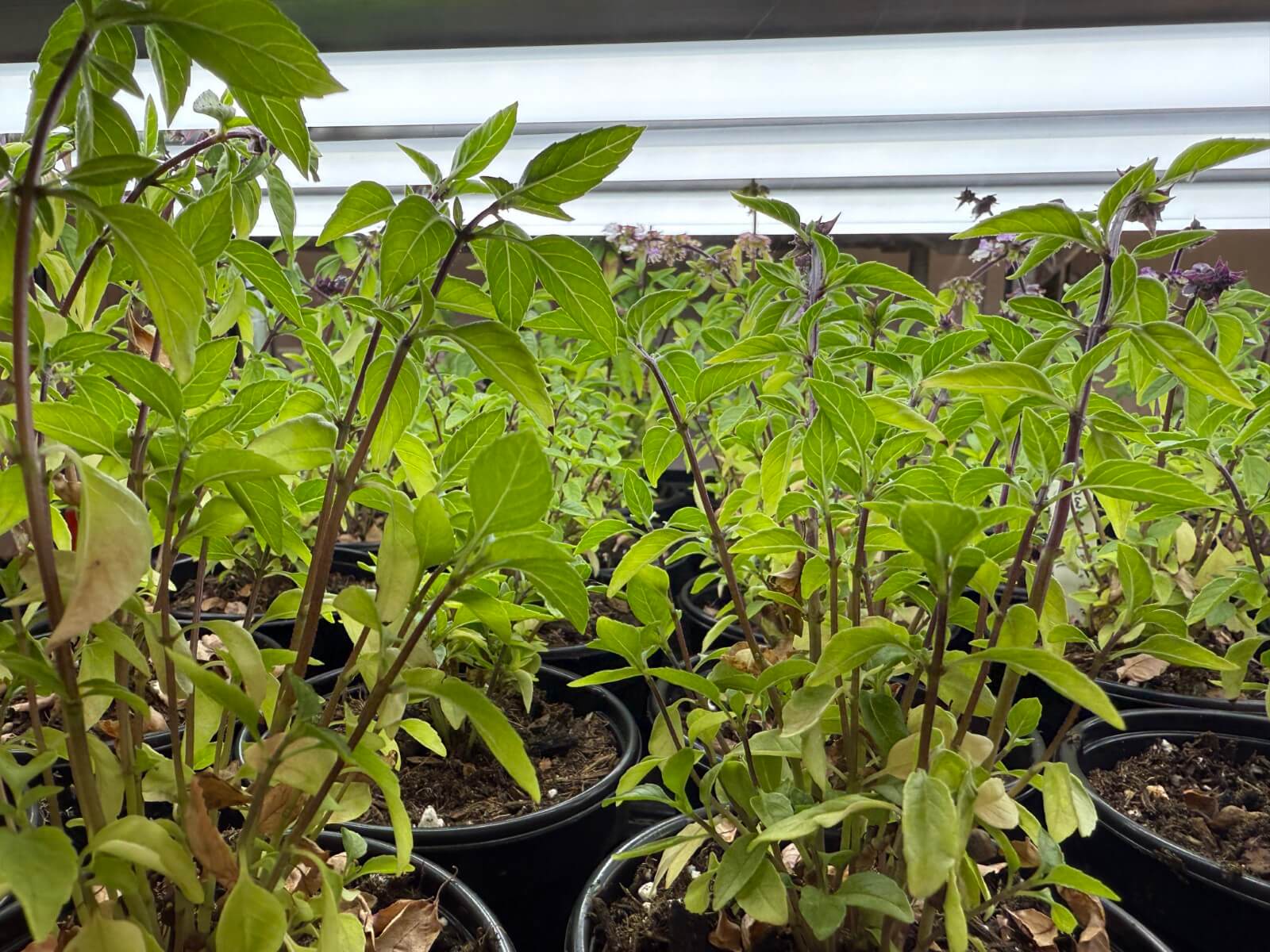 Getting Started with Aquaponics - Home & Commercial Systems